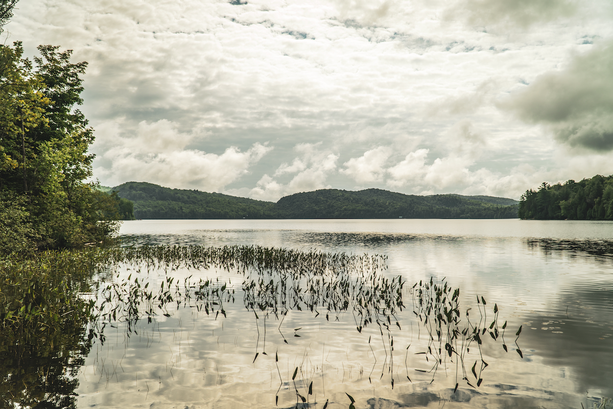 SÉLECTION du Lac Perchaude – La Chope à Miel